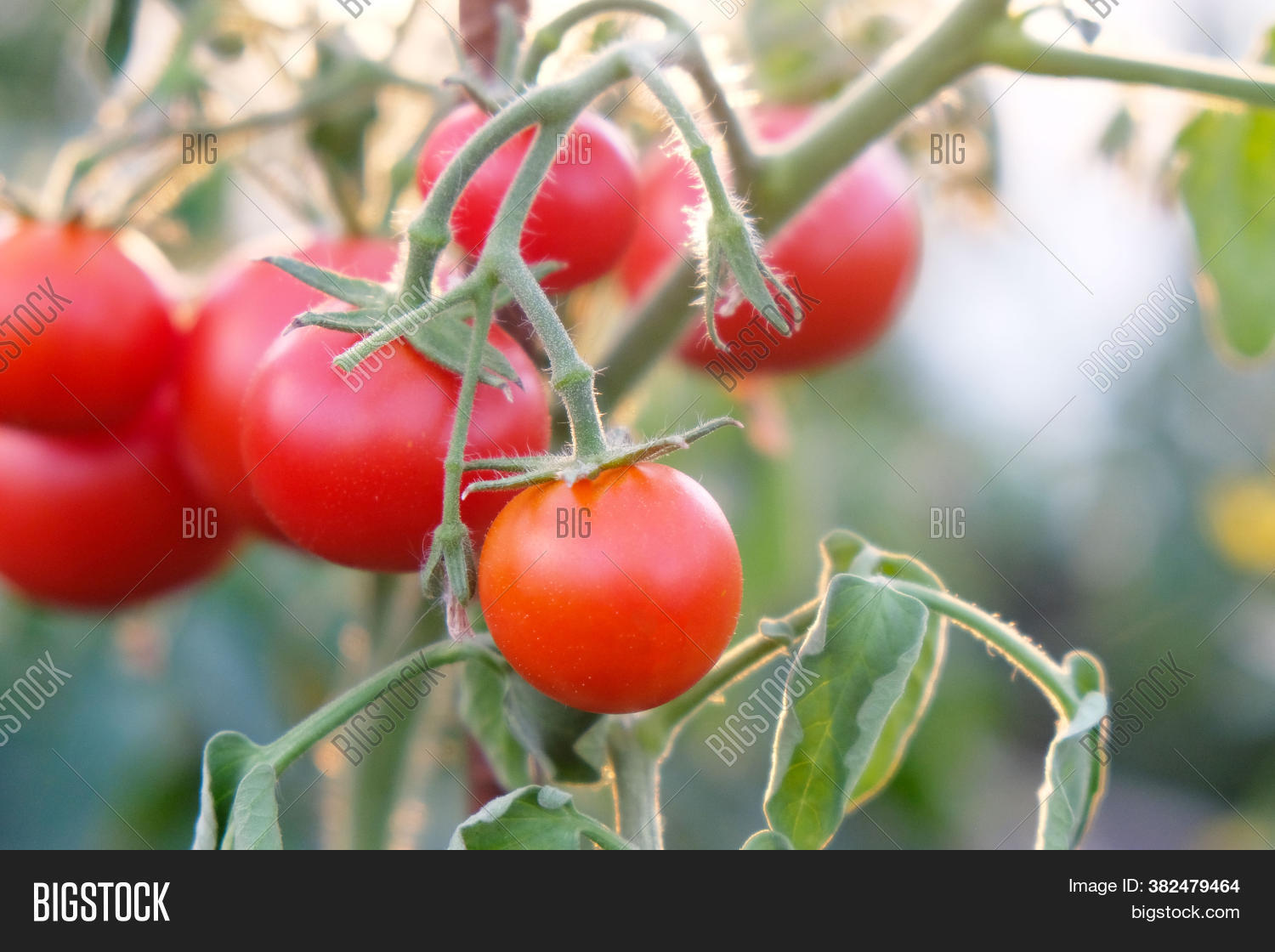 Ripe Tomatoes Growing Image & Photo (Free Trial) | Bigstock