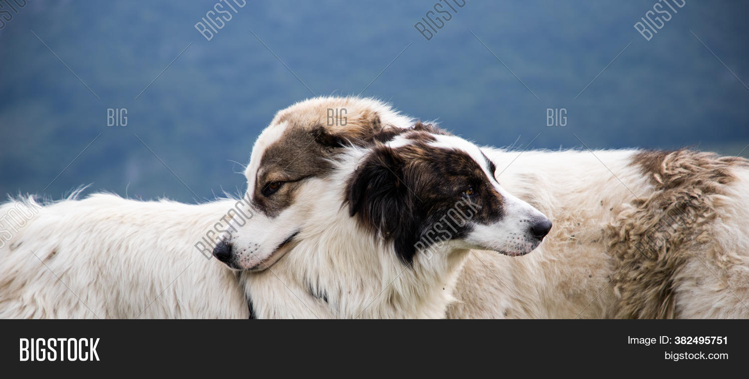 Two Beautiful White Image & Photo (Free Trial) | Bigstock