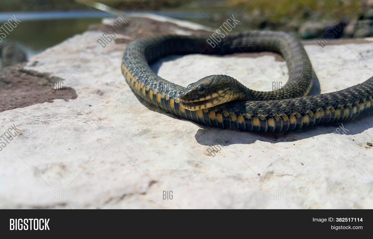 Selective Focus On Image & Photo (Free Trial) | Bigstock