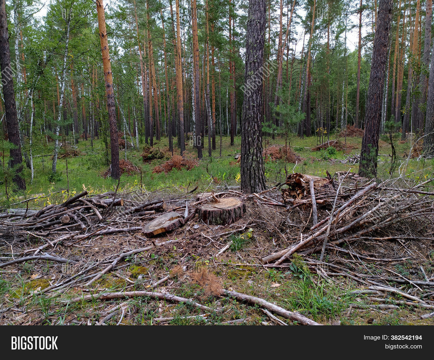 Stump Felled Tree Heap Image & Photo (Free Trial) | Bigstock