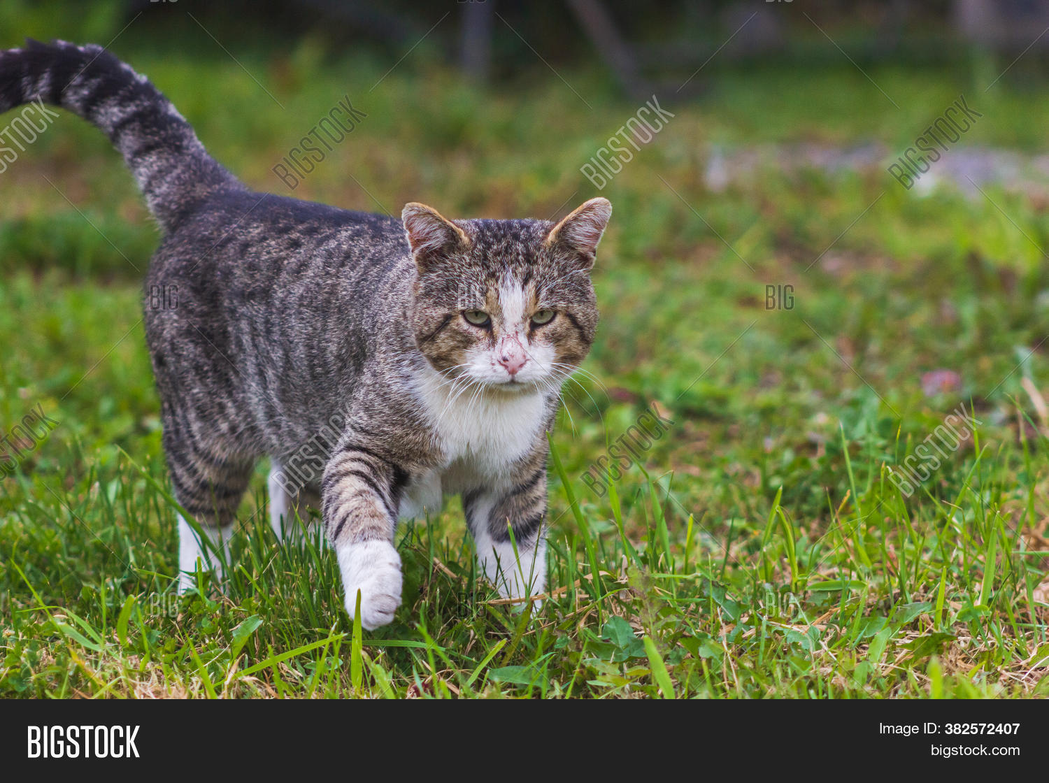 Creeping Serious Cat Image & Photo (Free Trial) | Bigstock