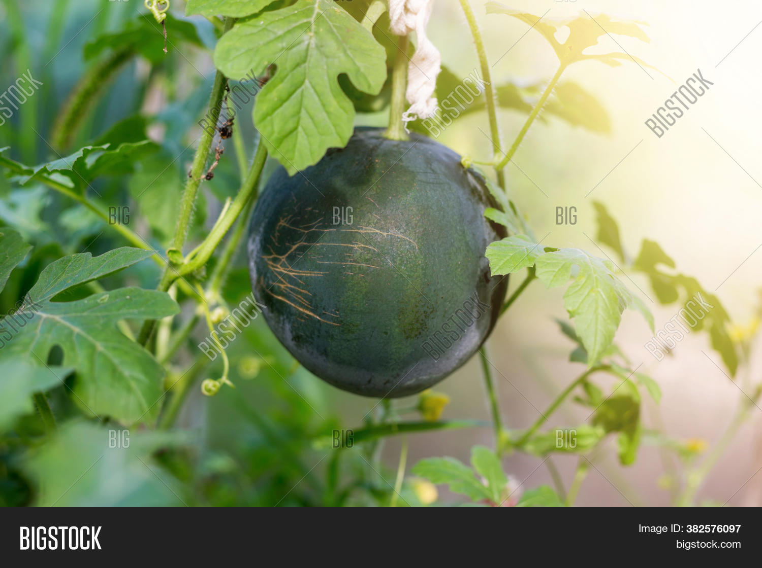 Small Watermelon Image & Photo (Free Trial) | Bigstock