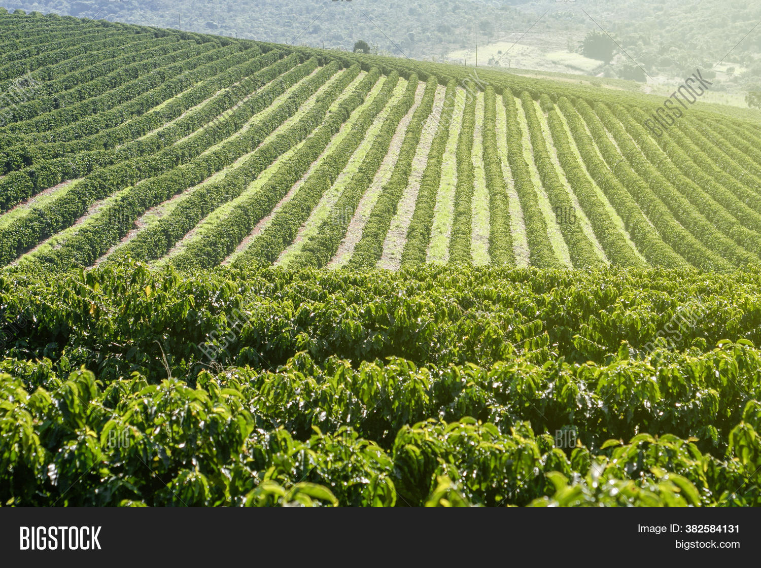 View Farm Coffee Image & Photo (Free Trial) | Bigstock