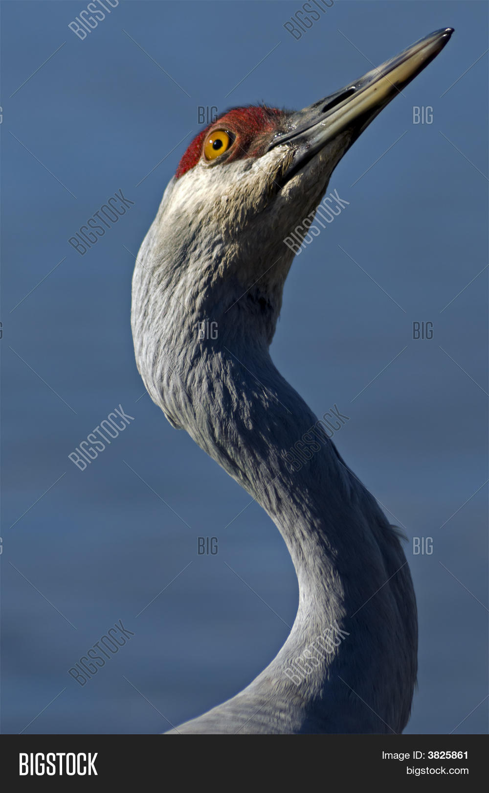 Craning Neck Image & Photo (Free Trial) | Bigstock