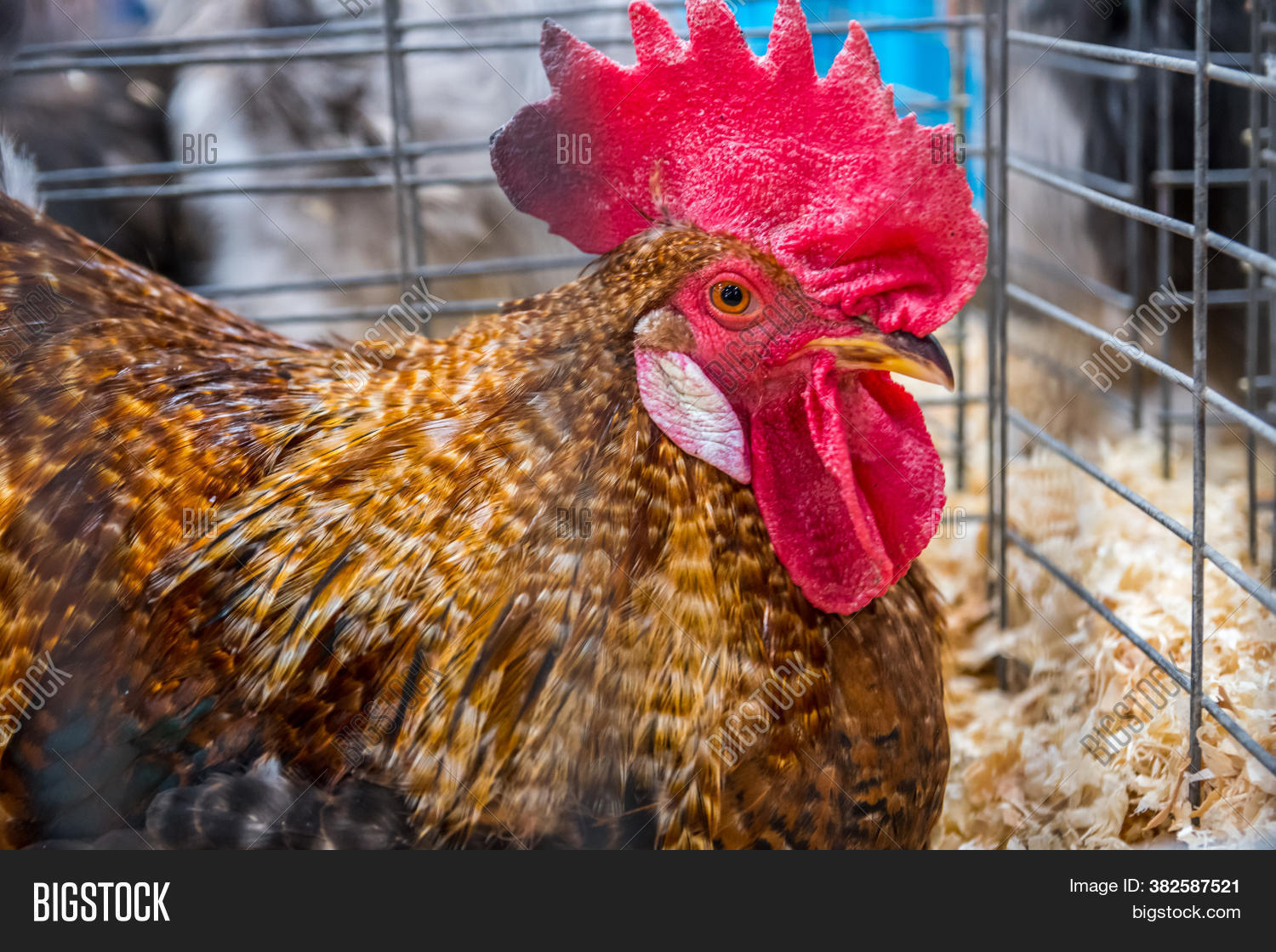 Big Rooster Inside Image & Photo (Free Trial) | Bigstock
