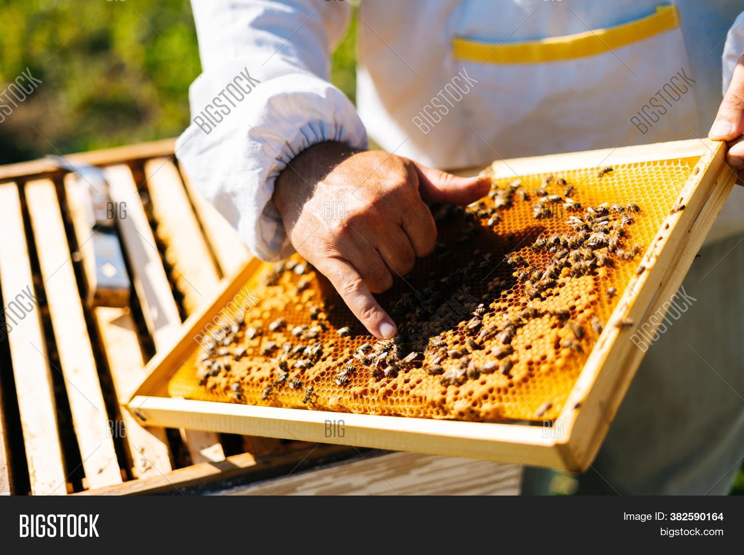 Close- Hands Apiarist Image & Photo (Free Trial) | Bigstock