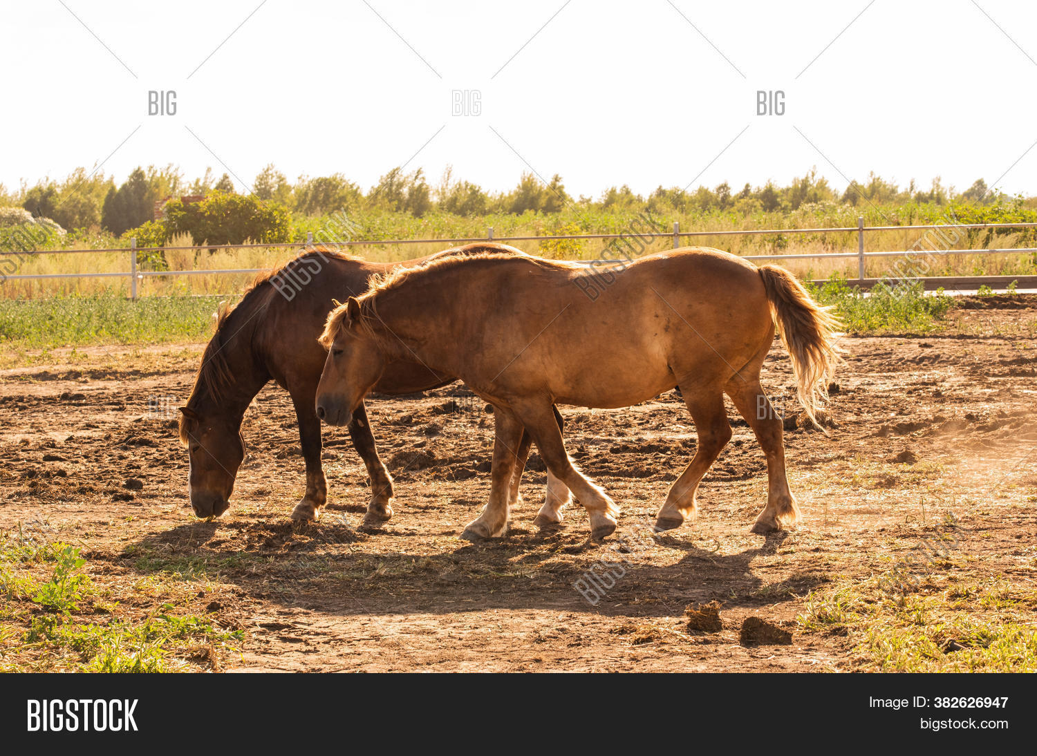 Horses On Farm. Horse Image & Photo (Free Trial) | Bigstock