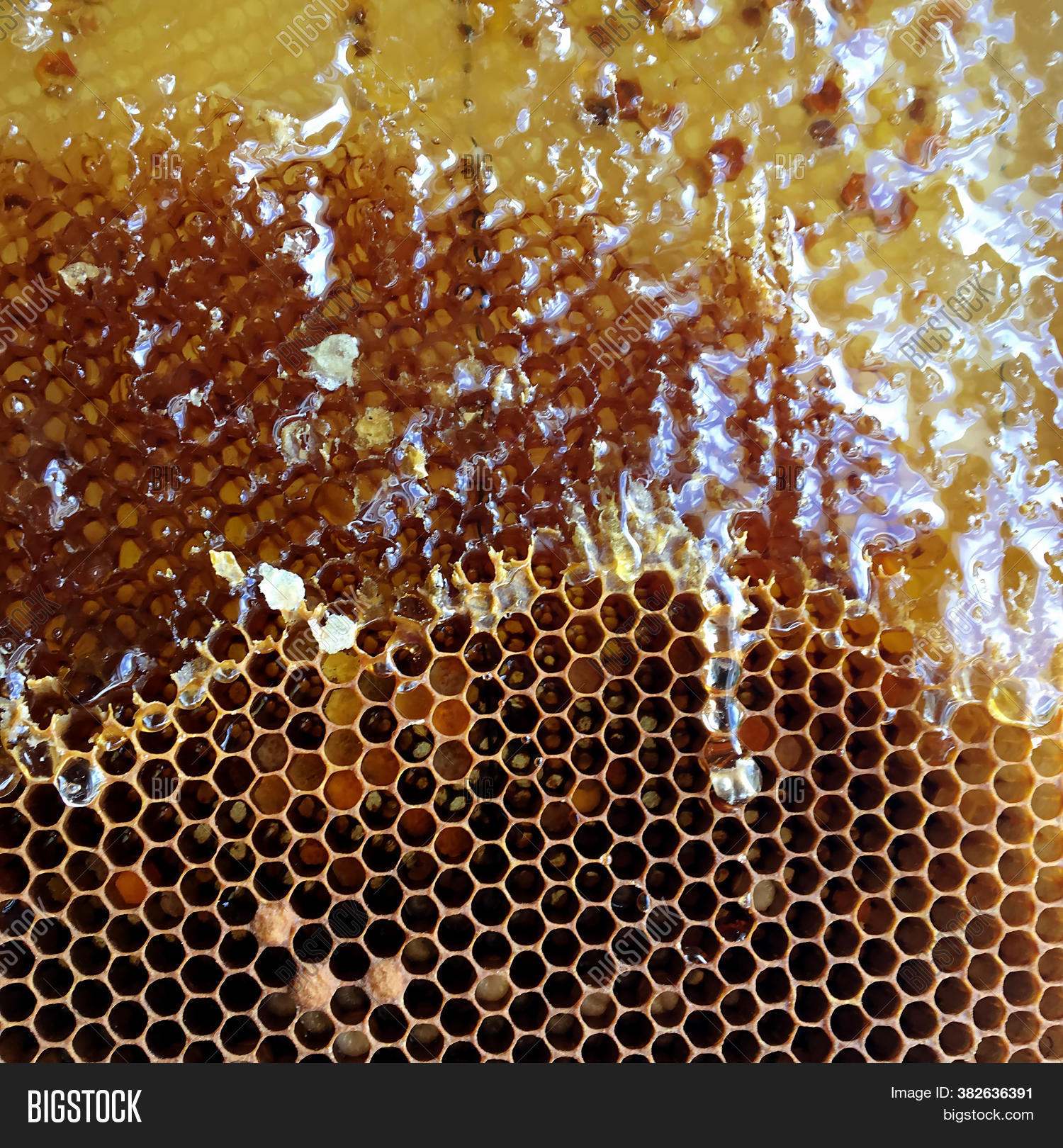 Drop Bee Honey Drip Image & Photo (Free Trial) | Bigstock