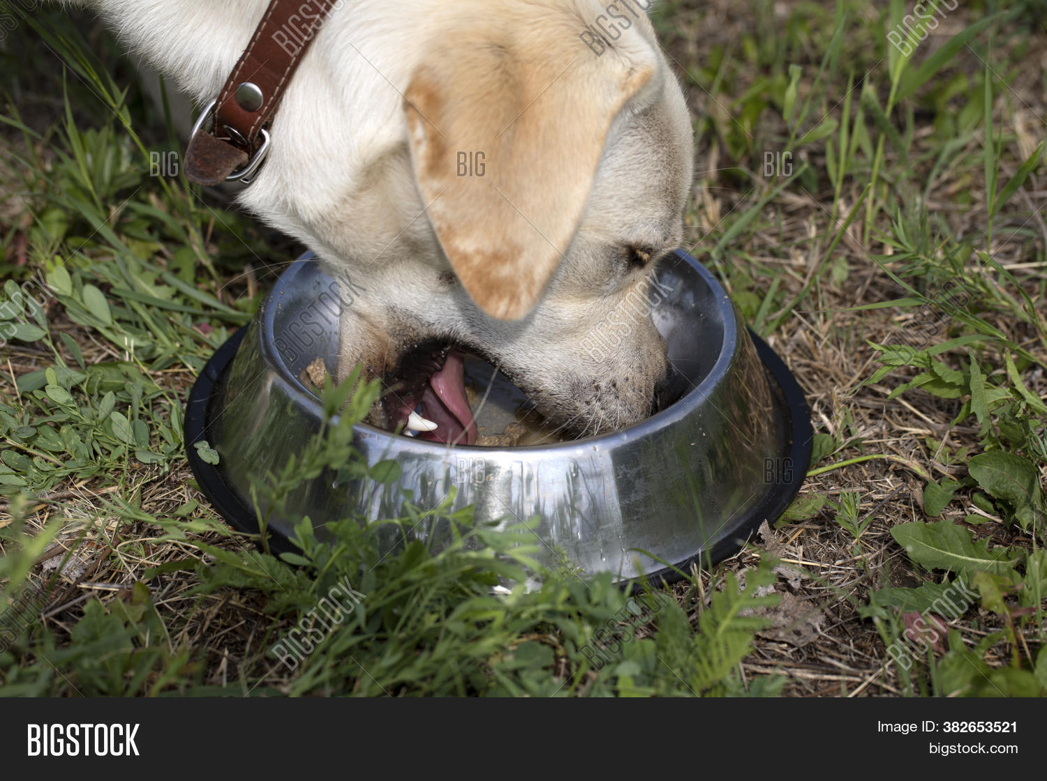 Hungry Labrador Image & Photo (Free Trial) | Bigstock