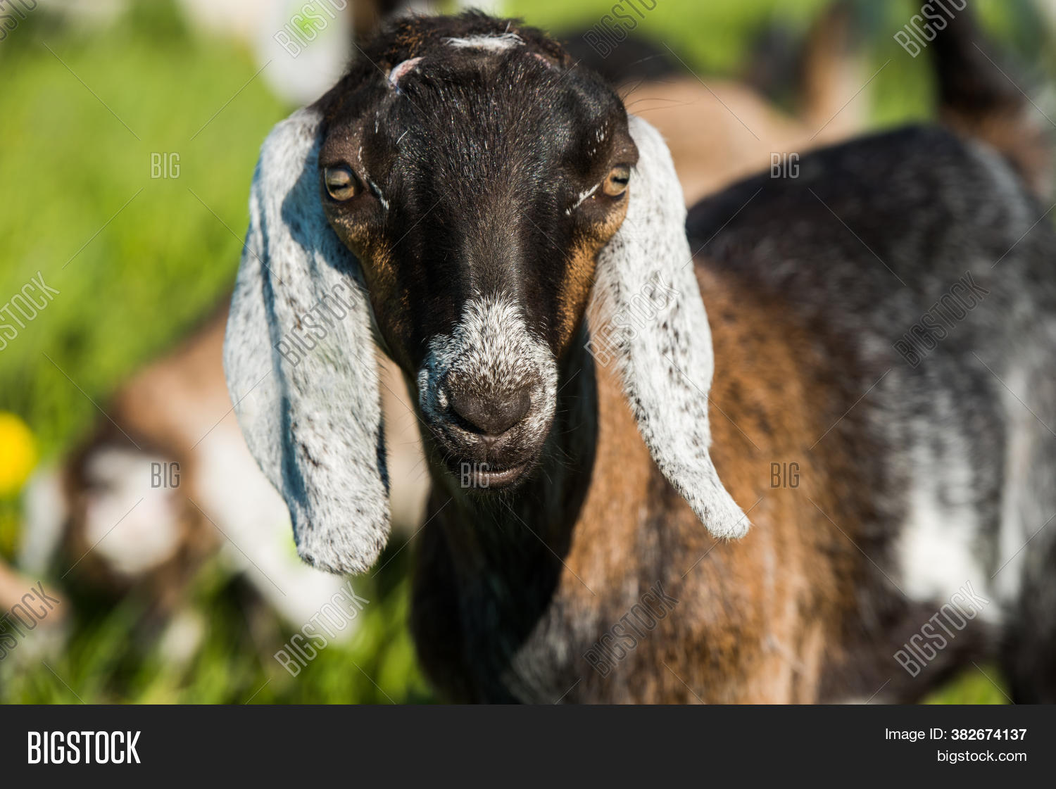 South African Boer Goat