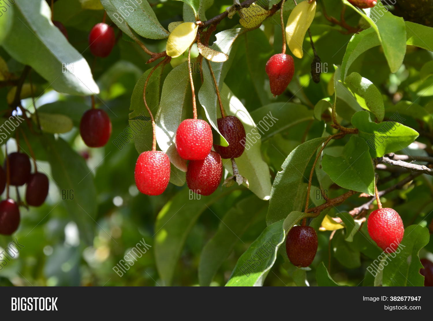 Elaeagnus Multiflora ( Image & Photo (Free Trial) | Bigstock