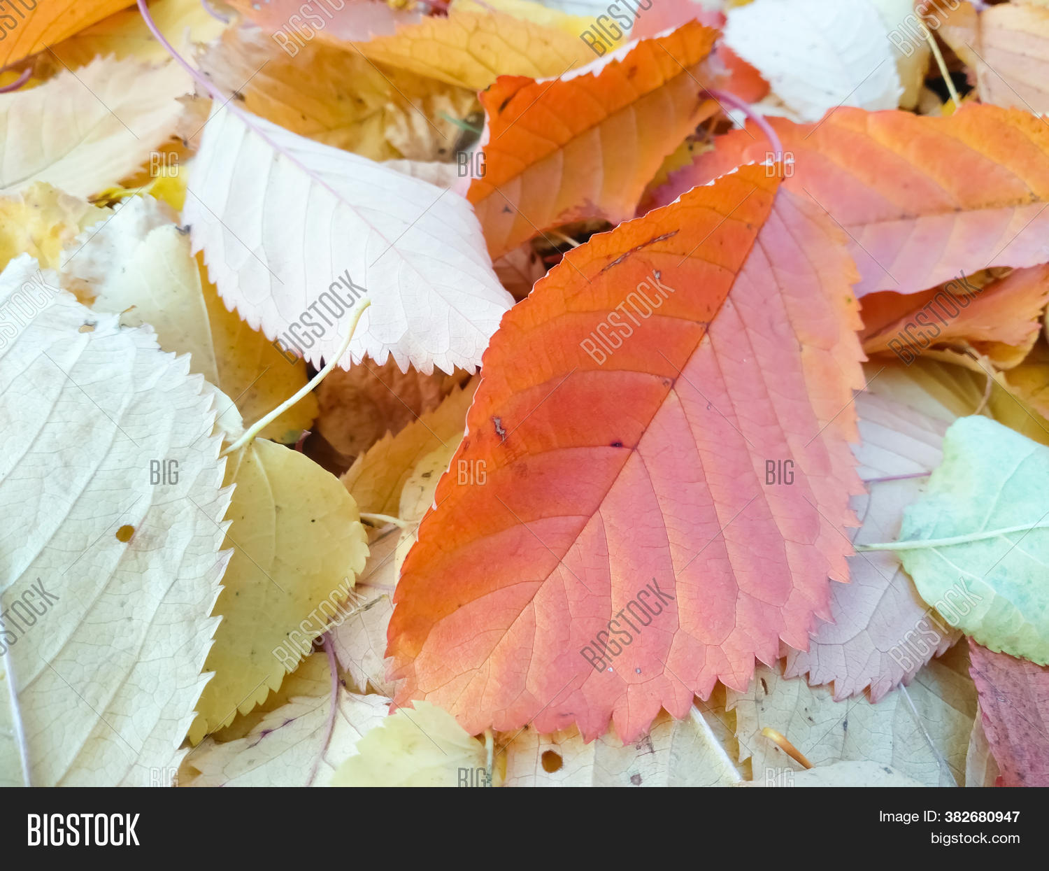 Close- Fallen Colorful Image & Photo (Free Trial) | Bigstock