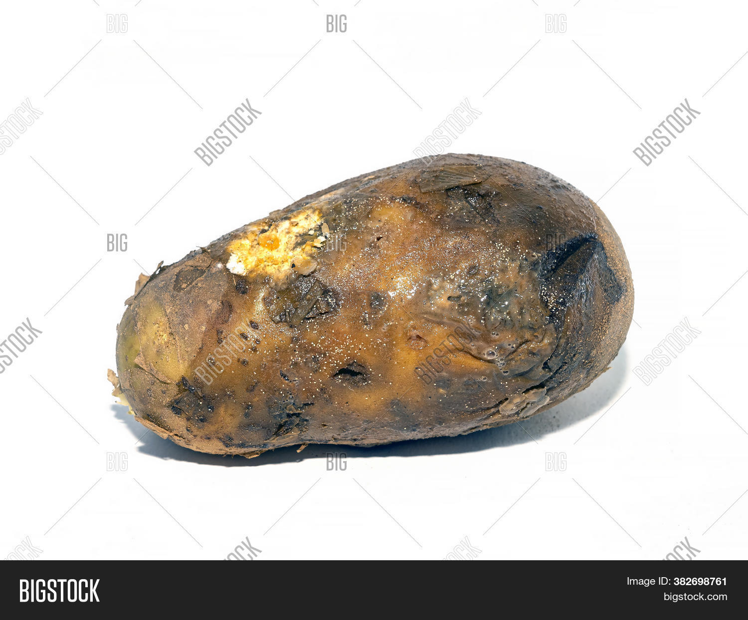 Fungus Molds On Image & Photo (Free Trial) | Bigstock