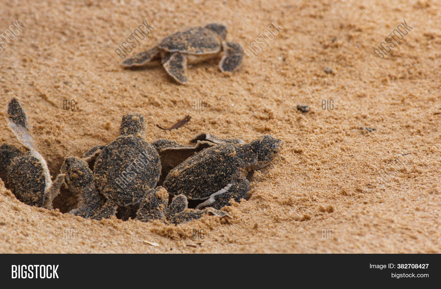 Loggerhead Baby Sea Image & Photo (Free Trial) | Bigstock