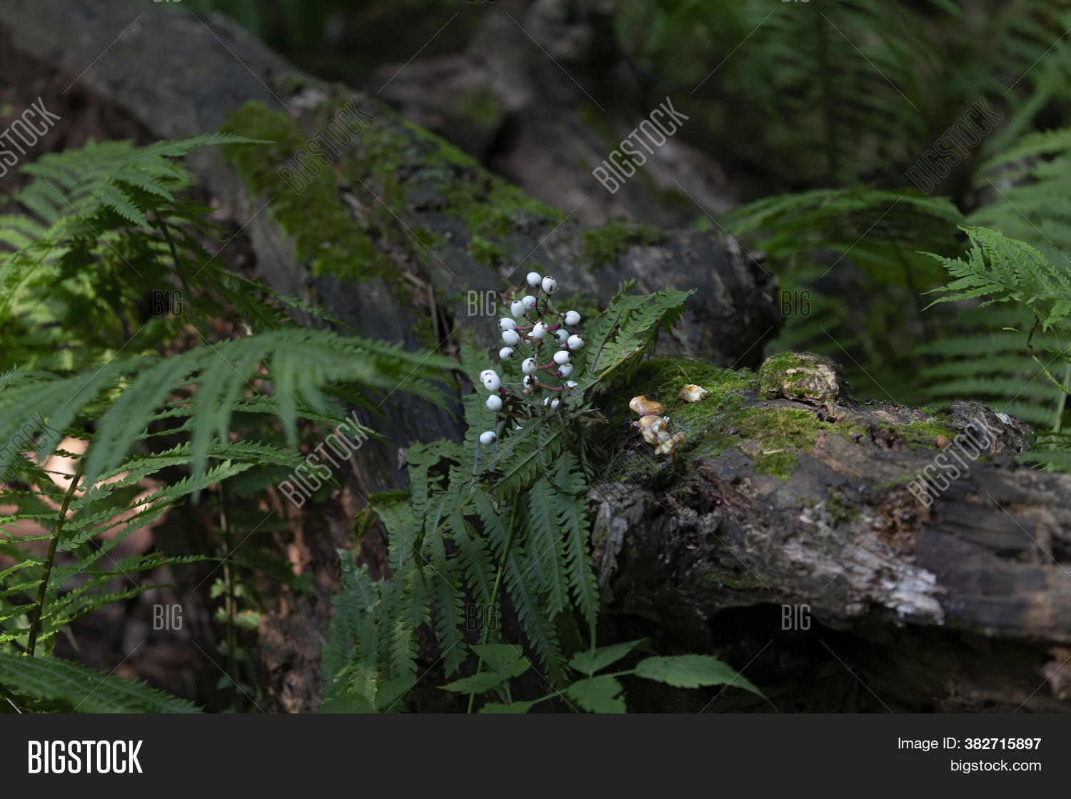 White Baneberry. Plant Image & Photo (Free Trial) | Bigstock