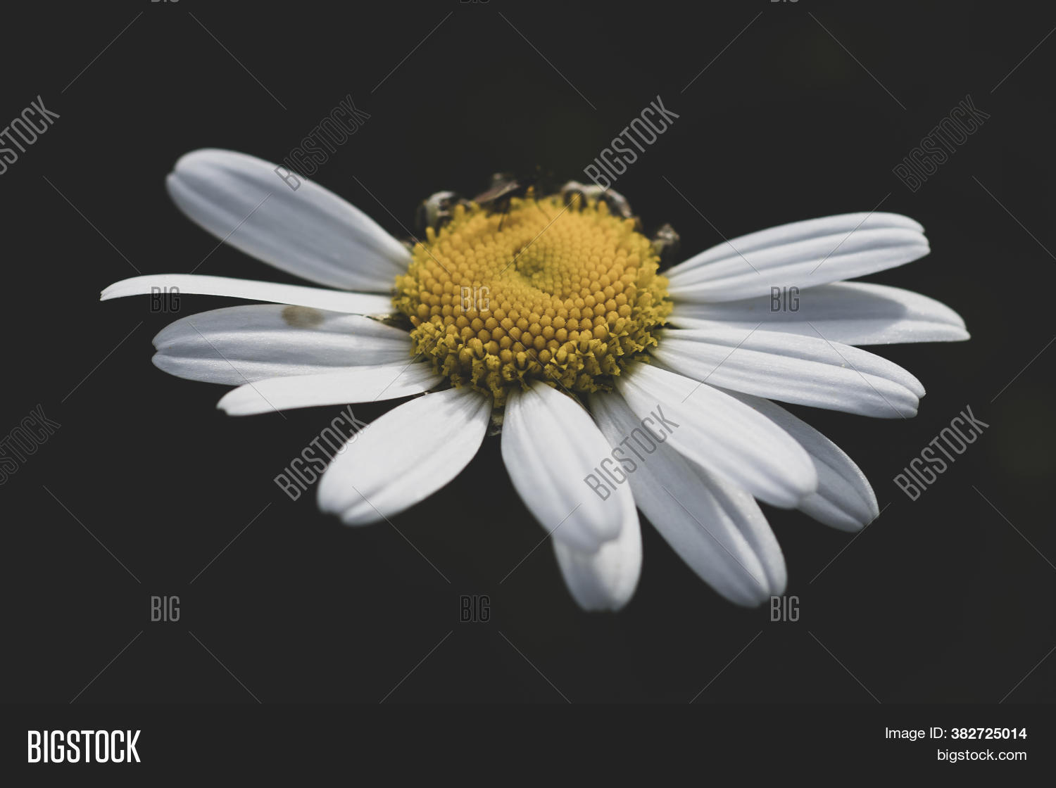 Beautiful Daysi Flower Image & Photo (Free Trial) | Bigstock