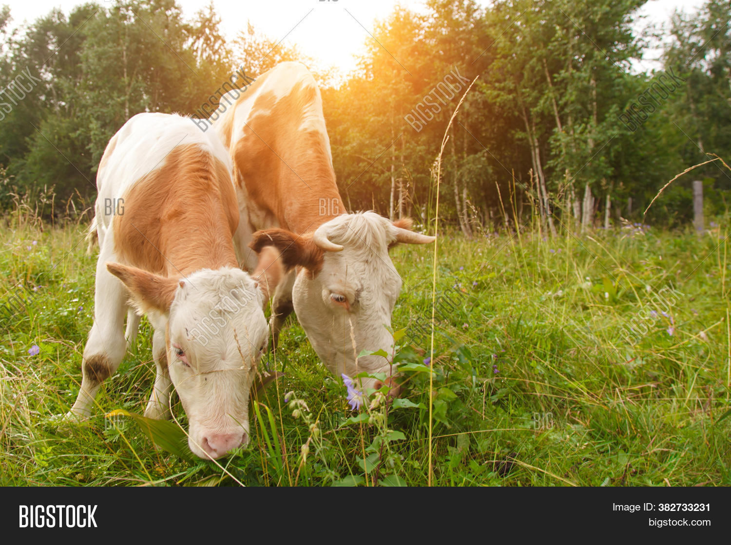 Cow Grazing On Green Image & Photo (Free Trial) | Bigstock