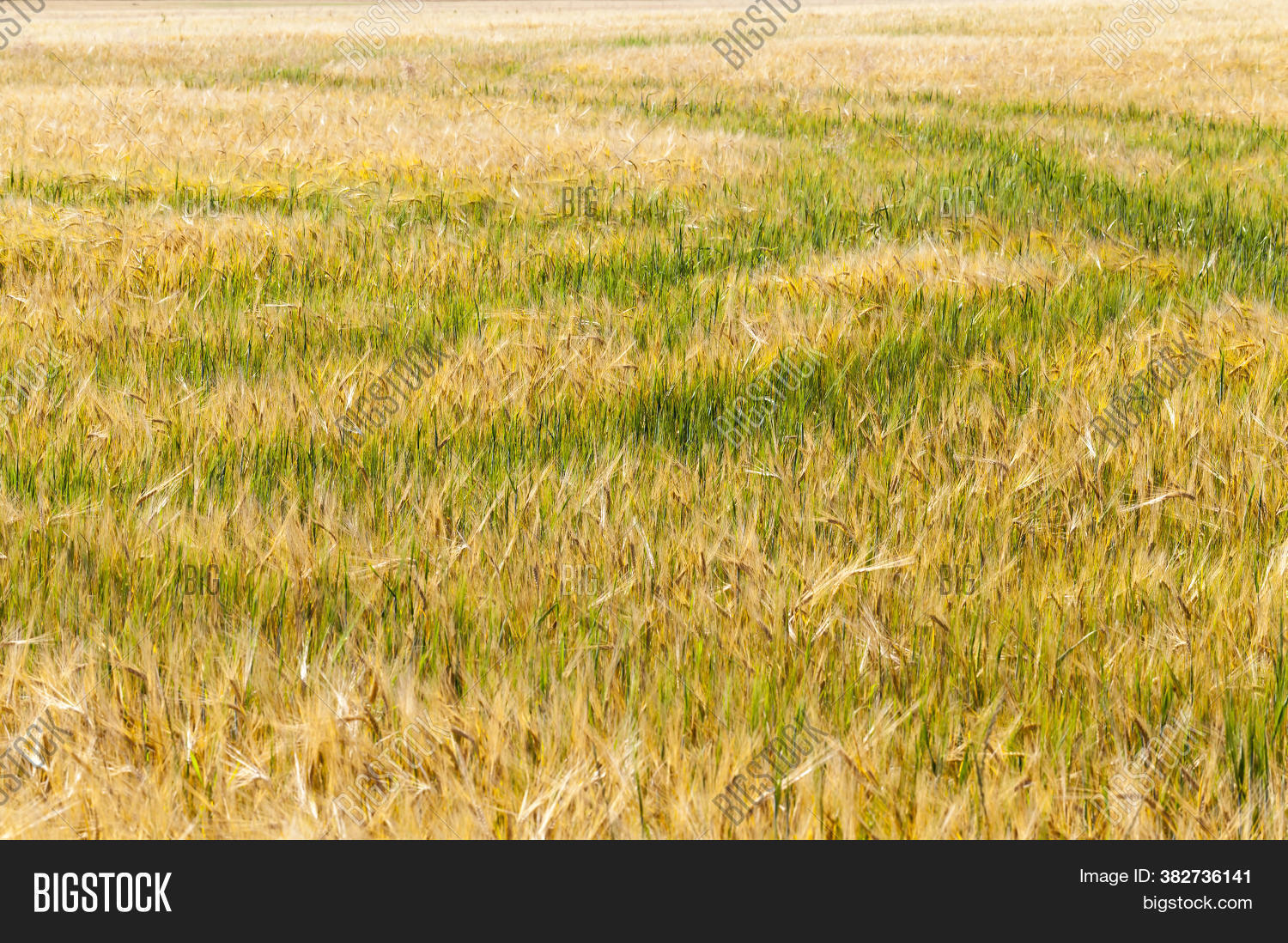 Green Yellow Oats Image & Photo (Free Trial) | Bigstock