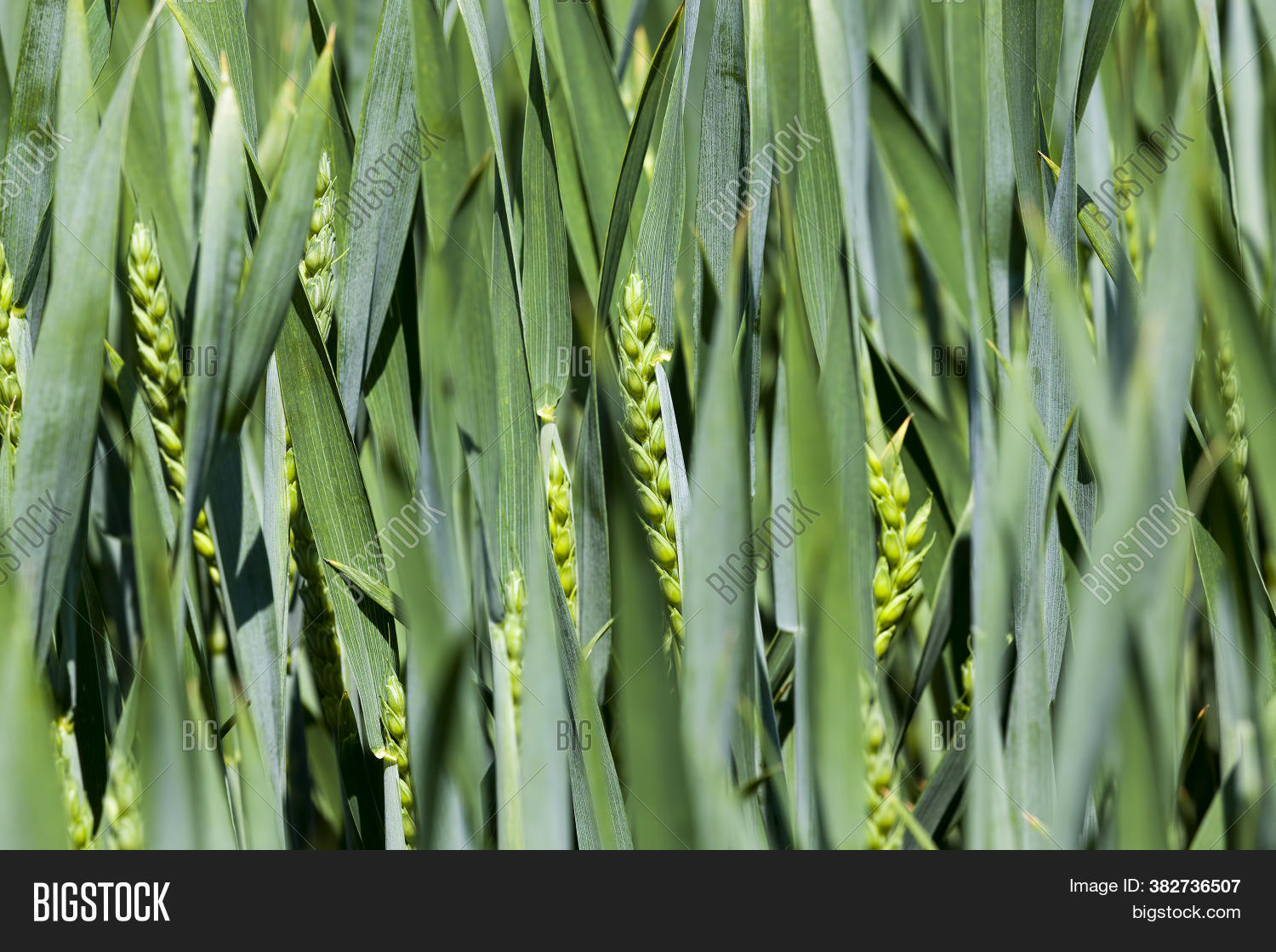 Sprouts Wheat Other Image & Photo (Free Trial) | Bigstock