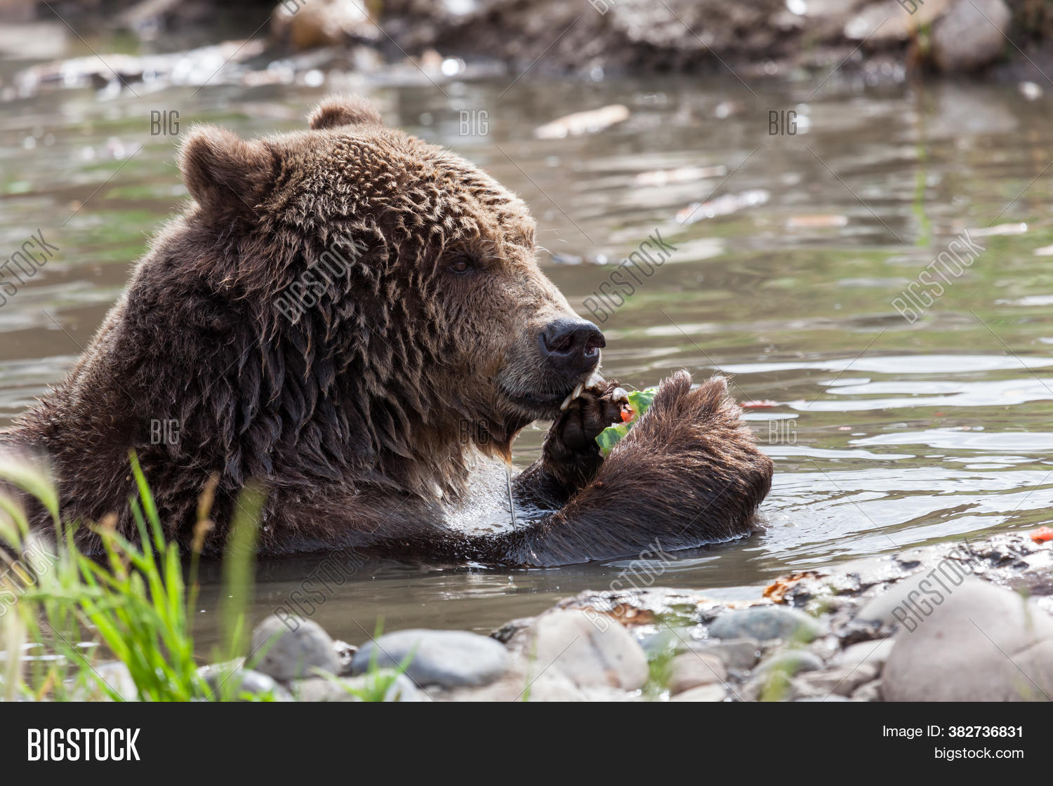 Large Grizzly Bear Image & Photo (Free Trial) | Bigstock