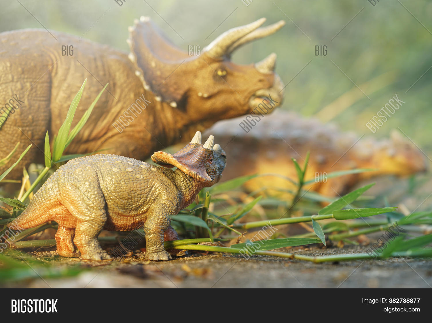 Triceratop Dinosaurs Image & Photo (Free Trial) | Bigstock