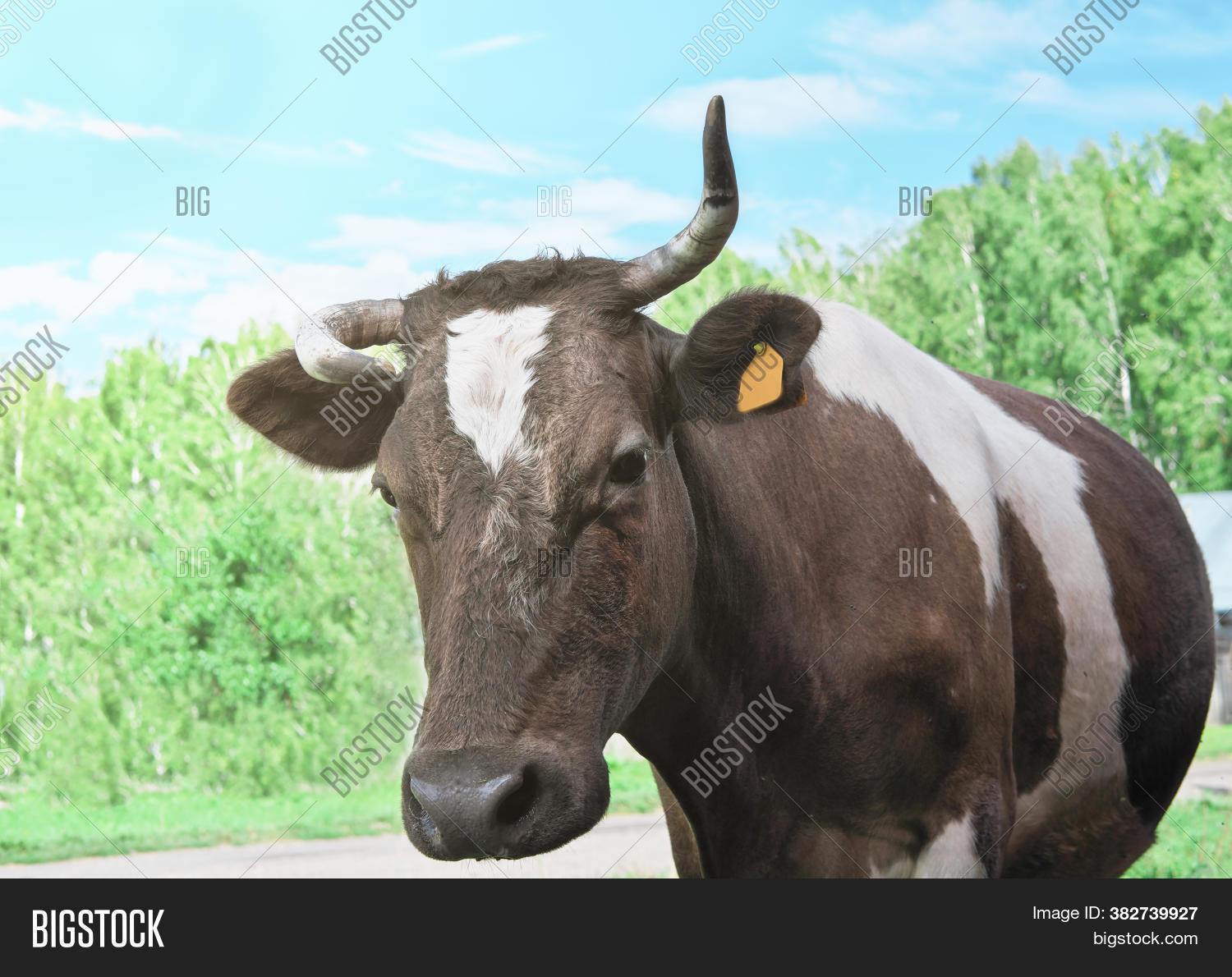Bull Tag Ear Looking Image & Photo (Free Trial) | Bigstock