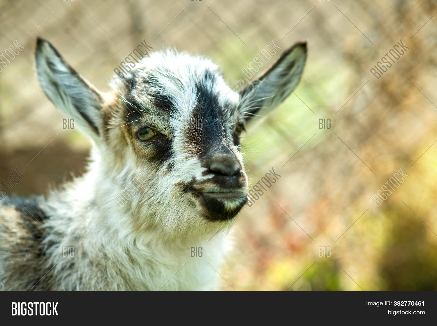Young Kid Goat On Farm Image & Photo (Free Trial) | Bigstock