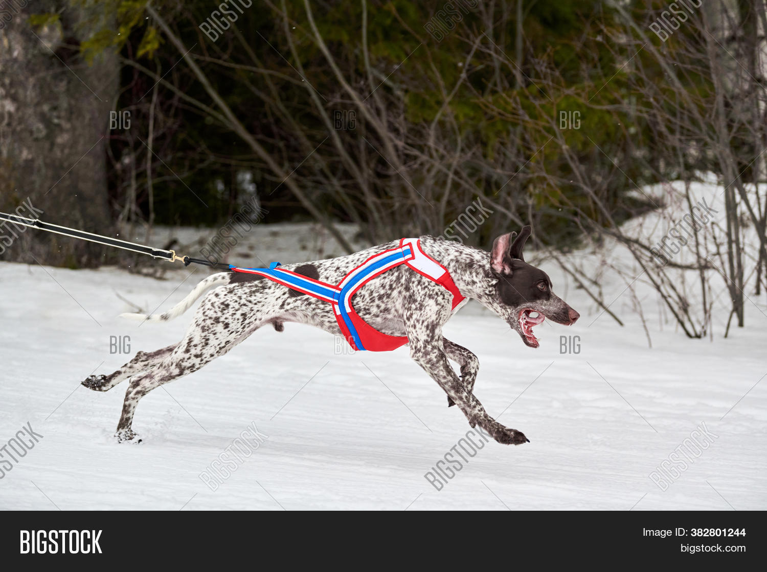Running Pointer Dog On Image & Photo (Free Trial) | Bigstock