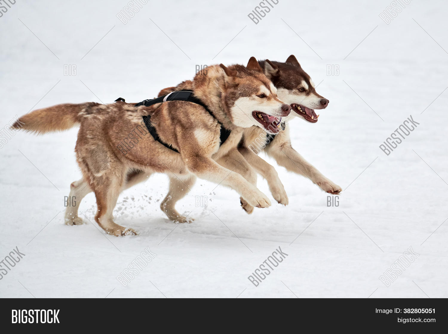 Running Husky Dog On Image & Photo (Free Trial) | Bigstock