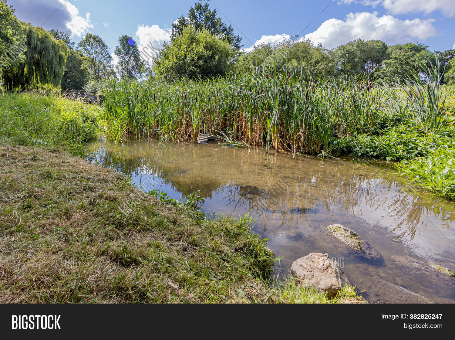 Swampy Land Next Image & Photo (Free Trial) | Bigstock