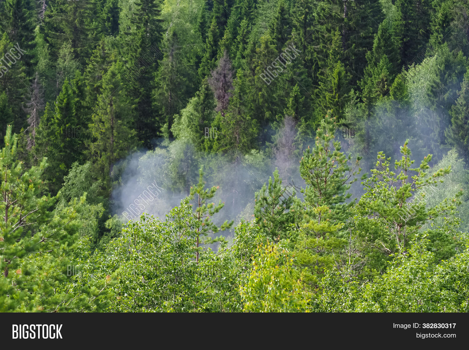 Forest Fire. Smoke Image & Photo (Free Trial) | Bigstock