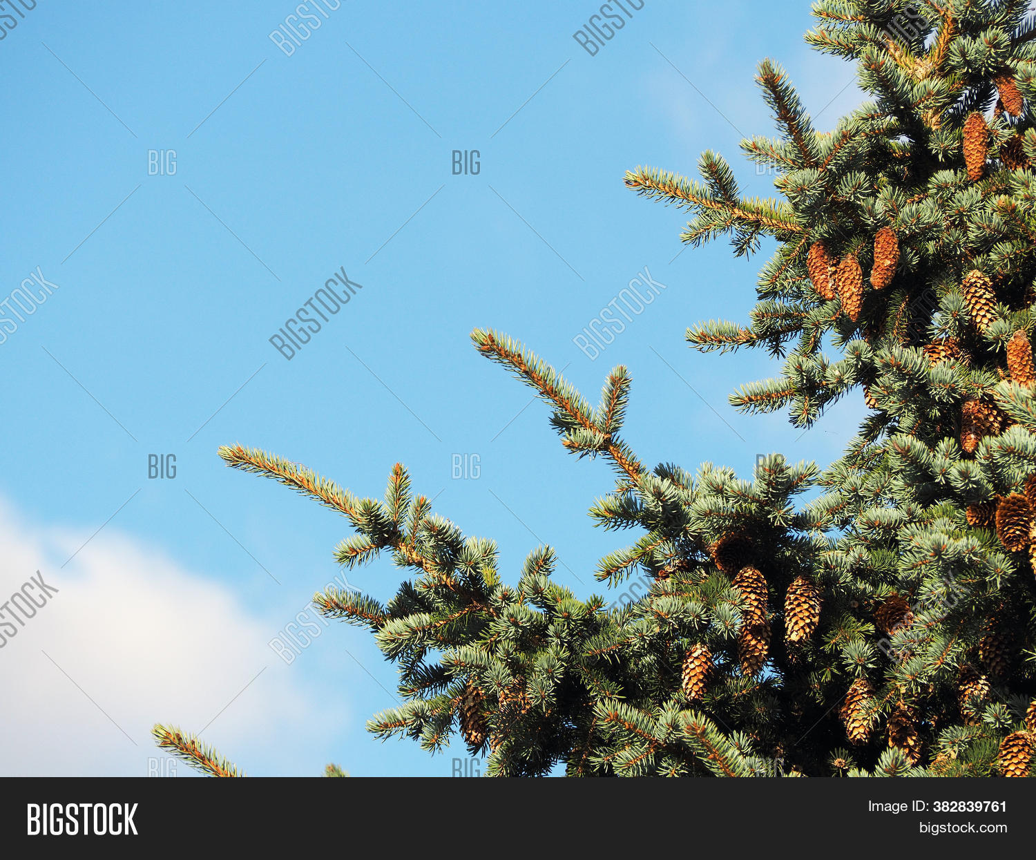 Branch Adult Taiga Fir Image & Photo (Free Trial) | Bigstock