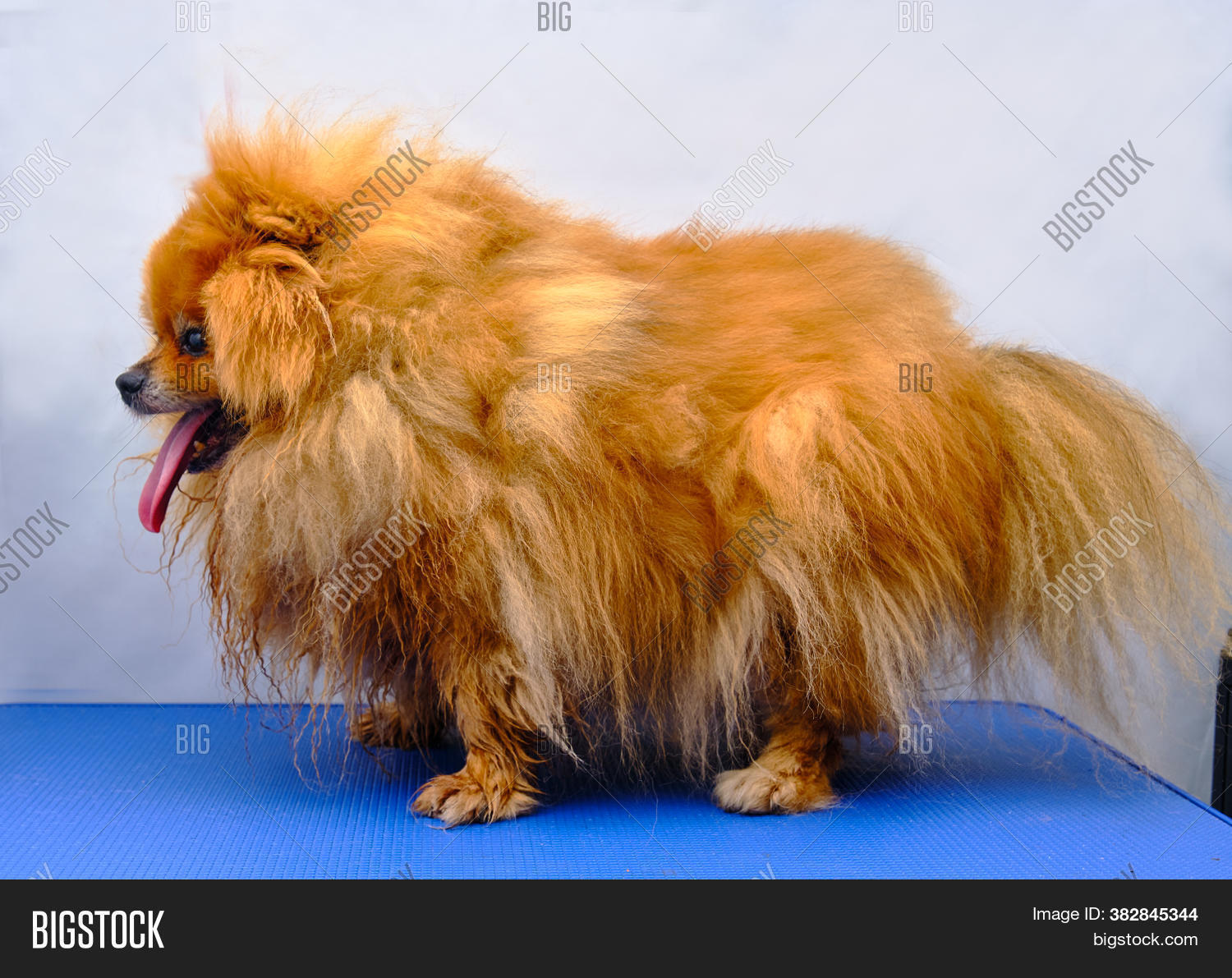 Funny Pomeranian Image & Photo (Free Trial) | Bigstock