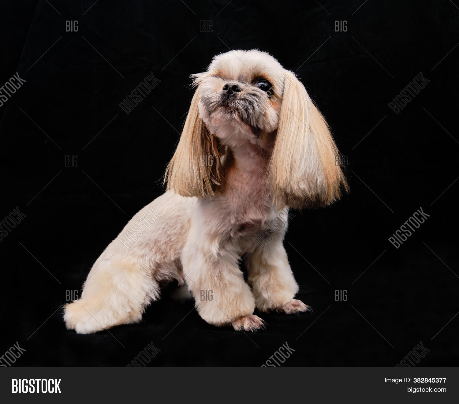 Shih Tzu Puppy Sitting Image & Photo (Free Trial) | Bigstock