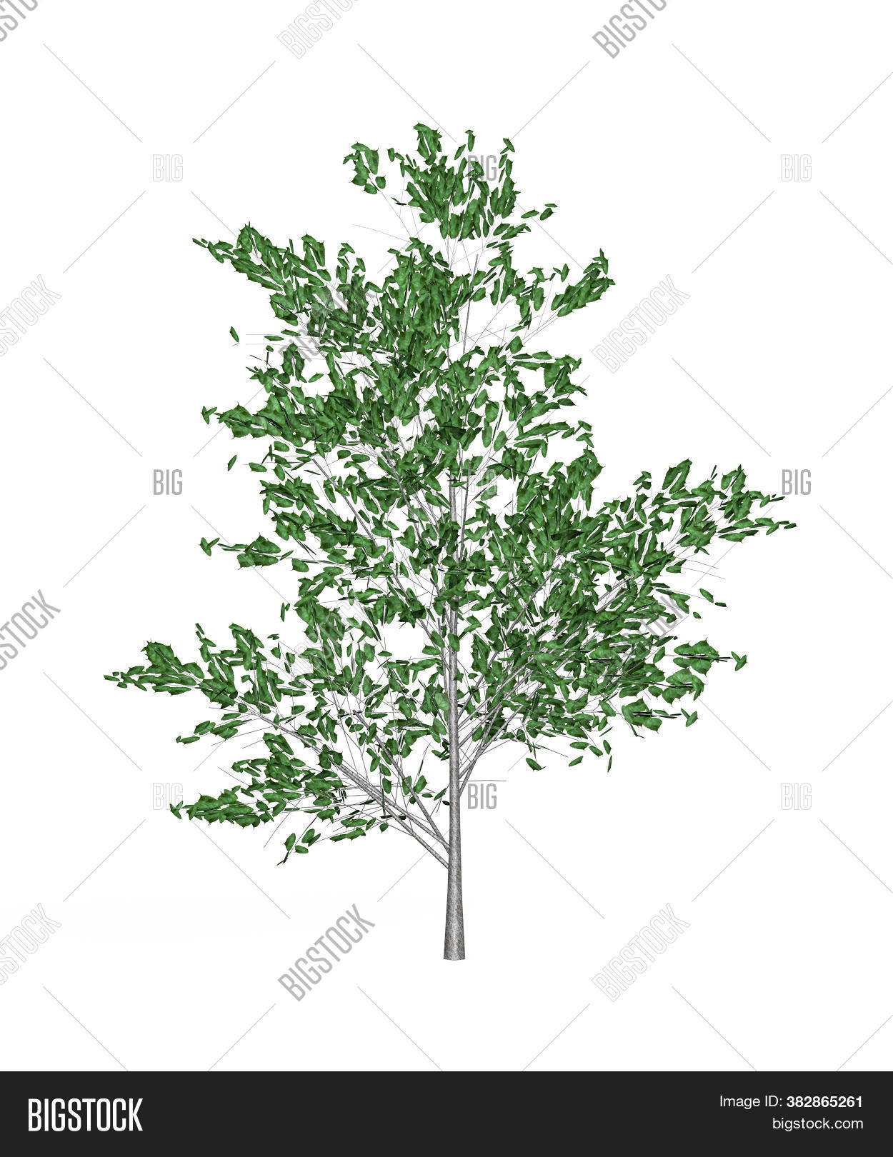 Young Hackberry Tree Image & Photo (Free Trial) | Bigstock