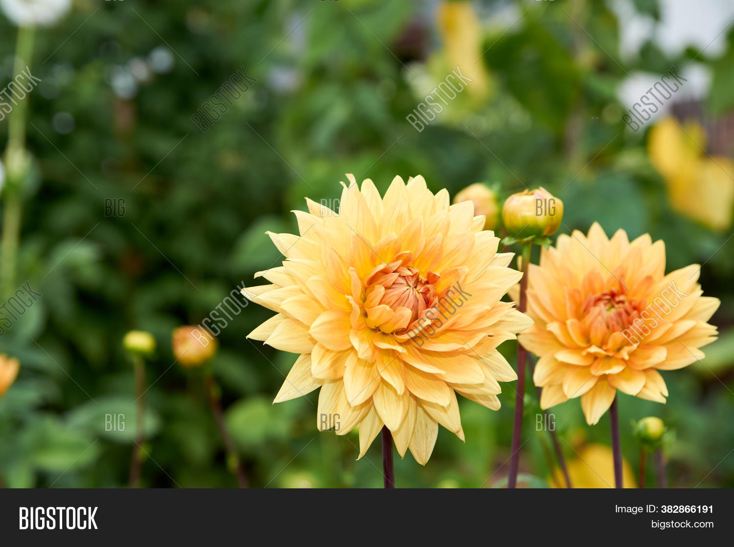 Dahlia Flower Called Image & Photo (Free Trial) | Bigstock