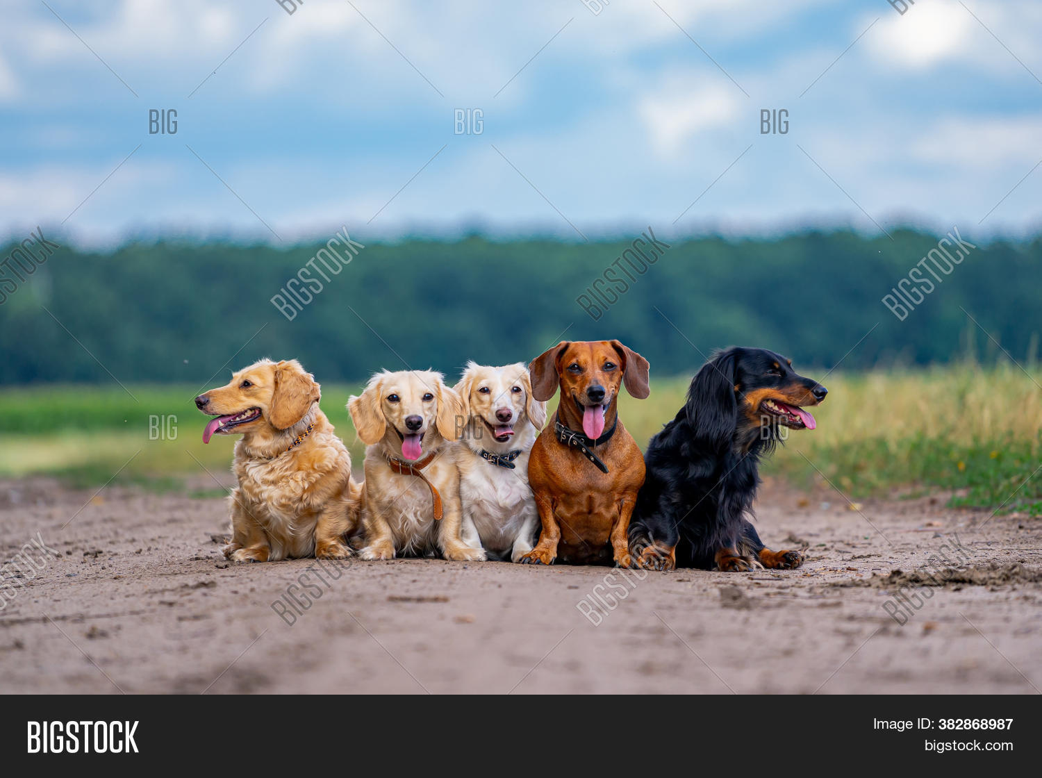 Domestic Animals. Five Image & Photo (Free Trial) | Bigstock