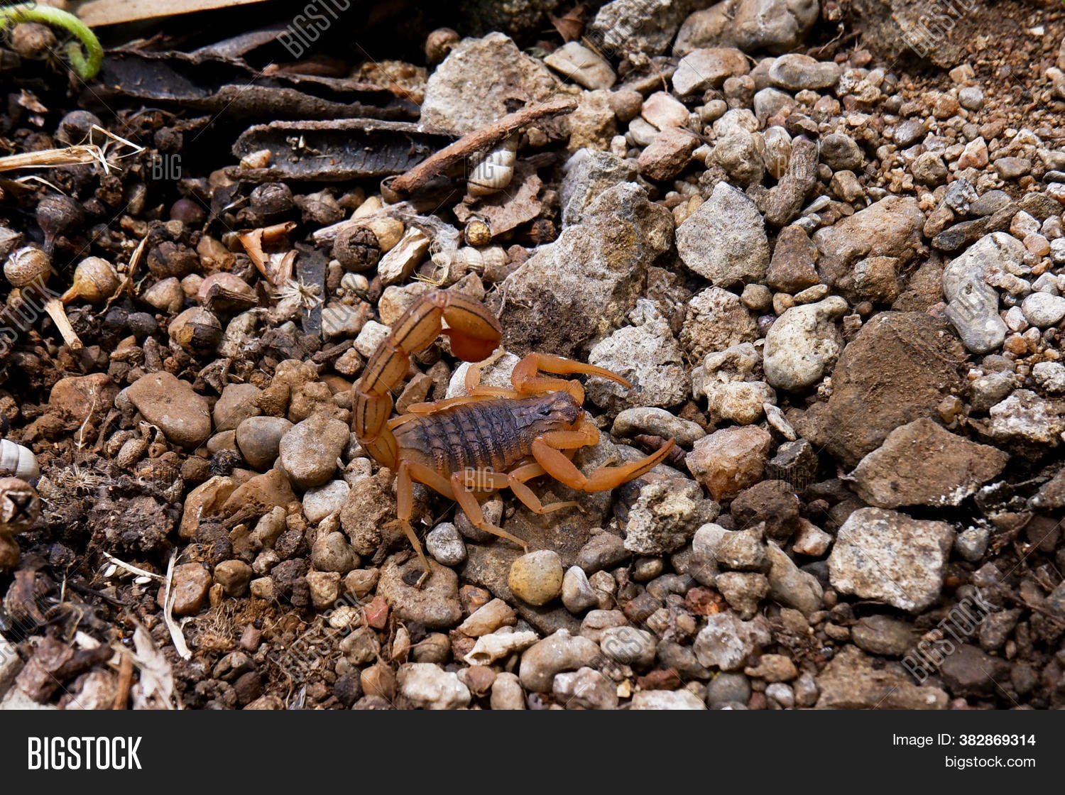 Closeup View Scorpion Image & Photo (Free Trial) | Bigstock