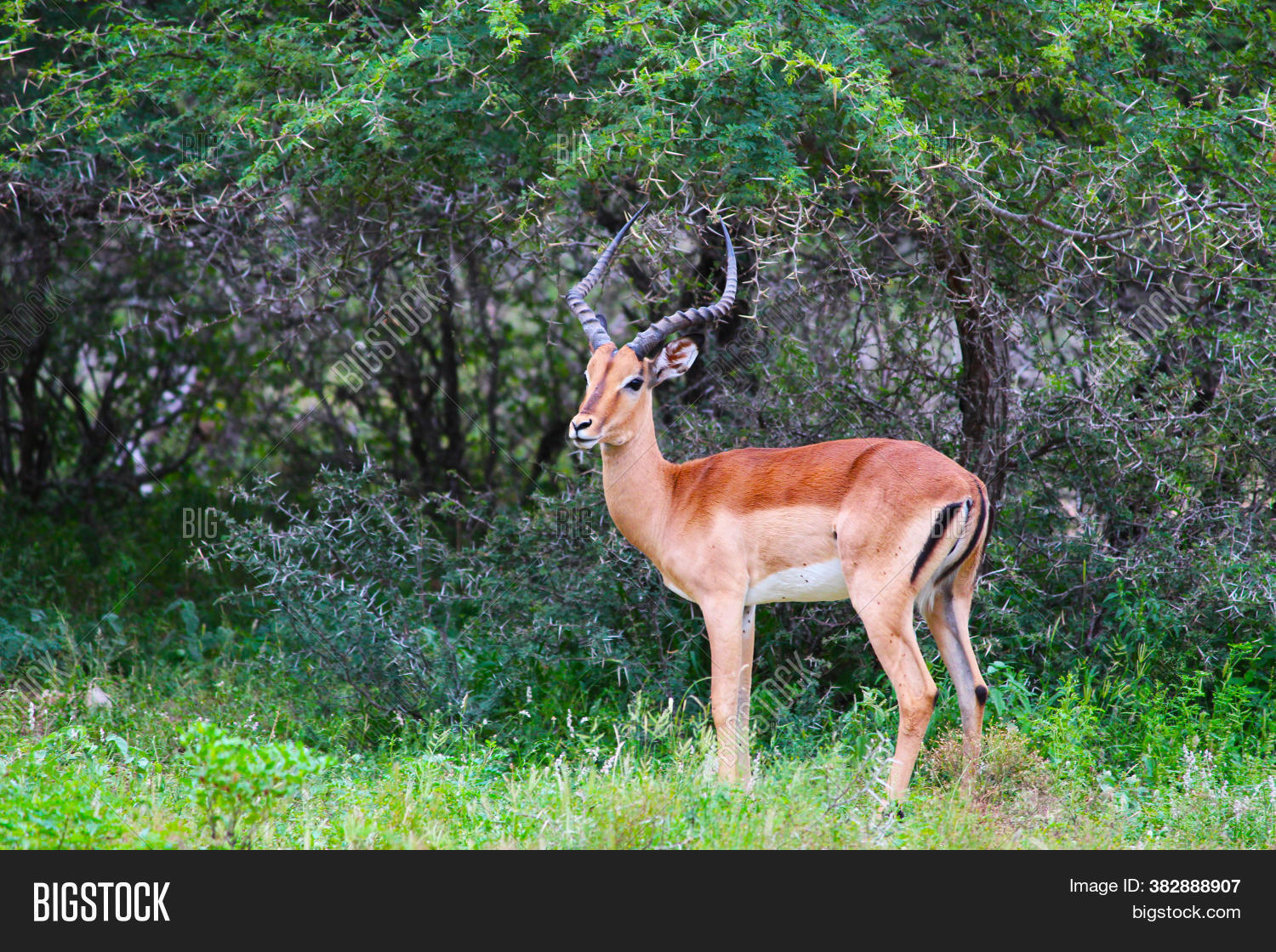 African Gazelle. Image & Photo (Free Trial) | Bigstock