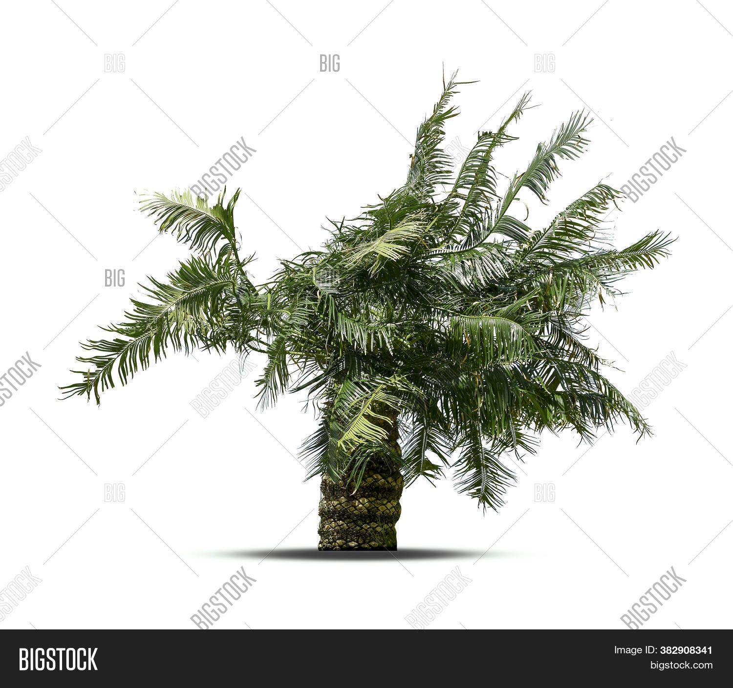 Cycad Palm Tree Image & Photo (Free Trial) | Bigstock