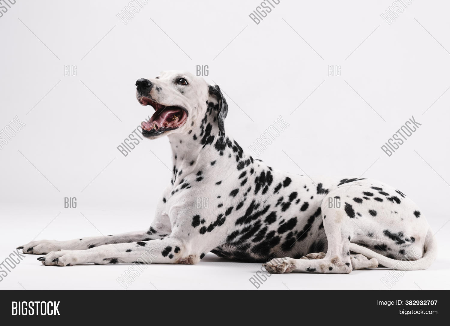 Dalmatian Dog Sitting Image & Photo (Free Trial) | Bigstock