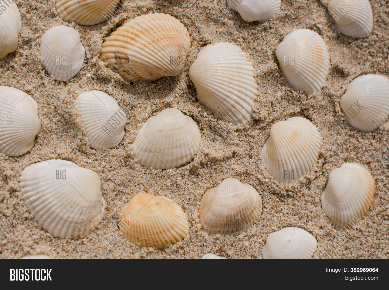 Seashells Sand On Image & Photo (Free Trial) | Bigstock