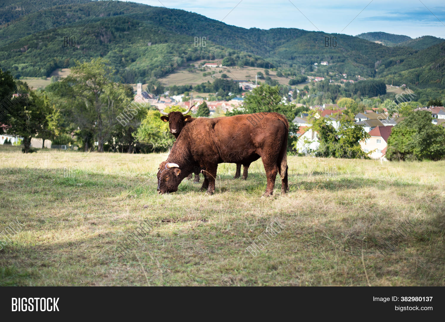 Bull Grazing Meadow. Image & Photo (Free Trial) | Bigstock