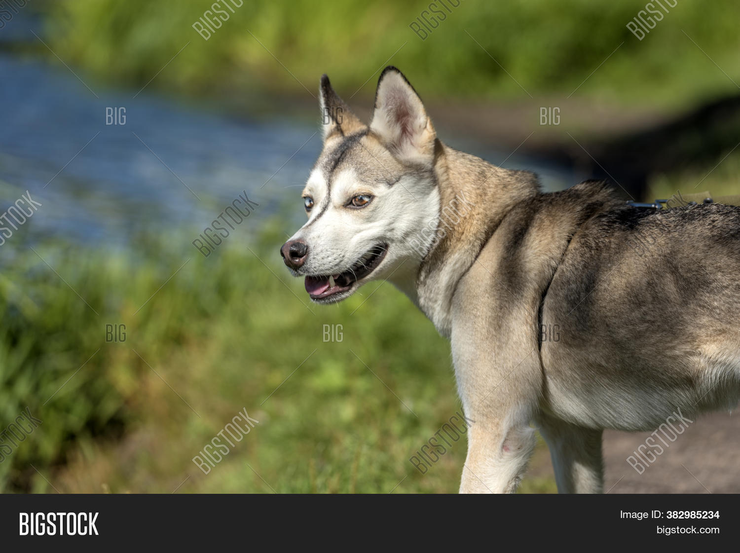 Siberian Husky Dog Image & Photo (Free Trial) | Bigstock