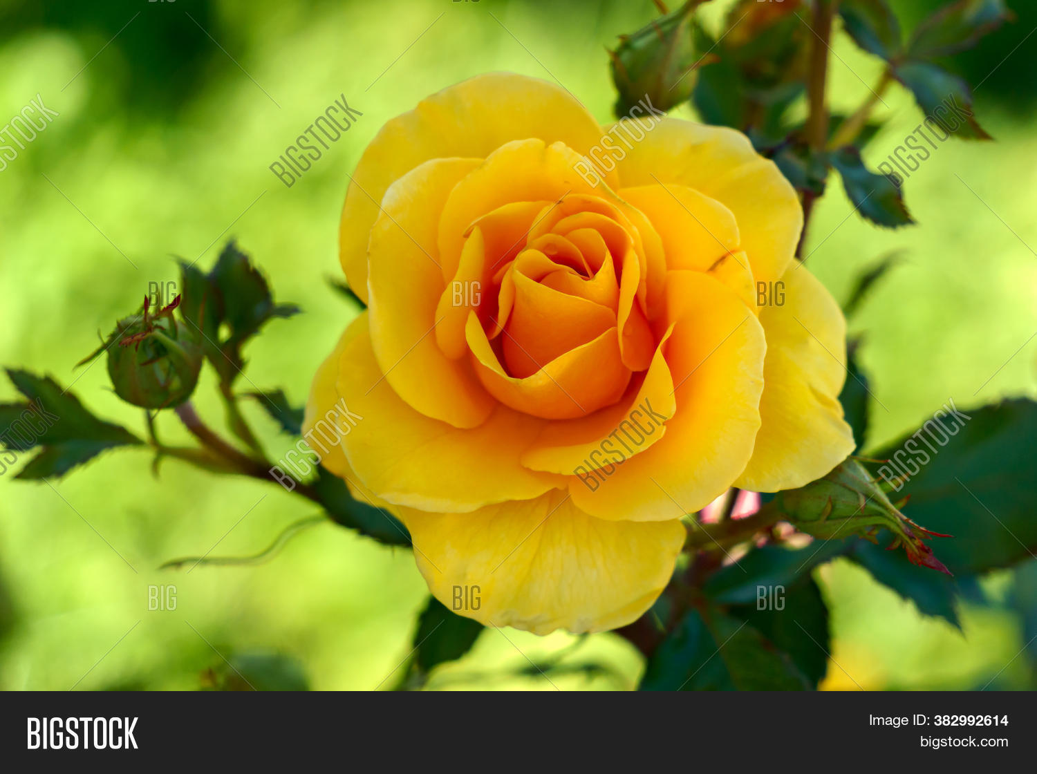 Large Yellow Rose Image & Photo (Free Trial) | Bigstock