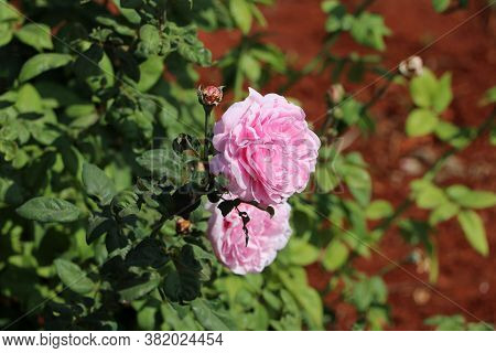 Miranda Rose Pink Image & Photo (Free Trial) | Bigstock