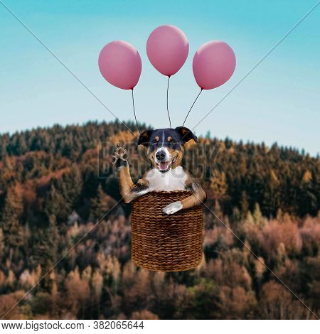 Flying Dog On Air Image & Photo (Free Trial) | Bigstock