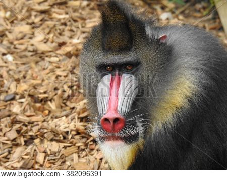Male Mandrill Fierce Image & Photo (Free Trial) | Bigstock
