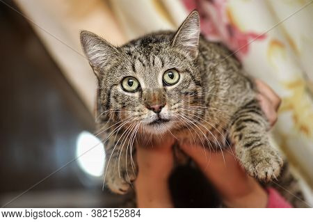 Miserable Tabby Cat Image & Photo (Free Trial) | Bigstock