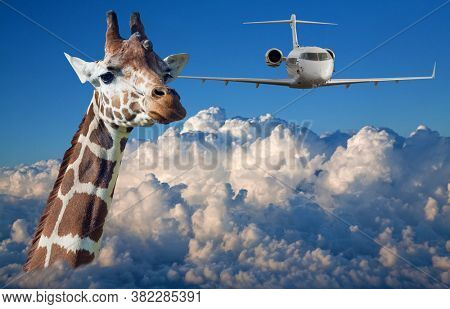 Large Giraffe Head Image & Photo (Free Trial) | Bigstock